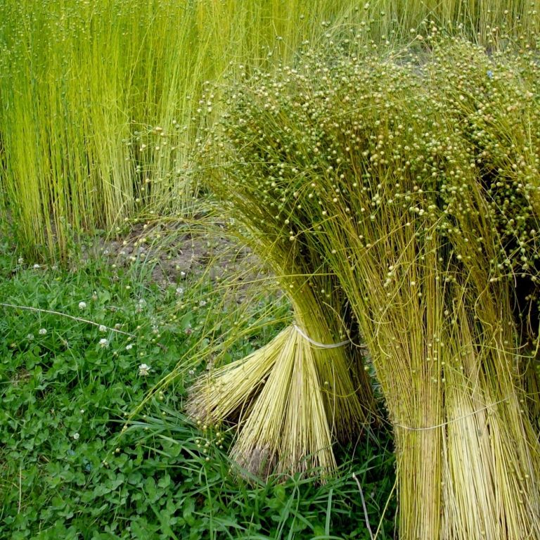 Fibras naturais: aprenda a identificar e escolher a melhor para suas ...